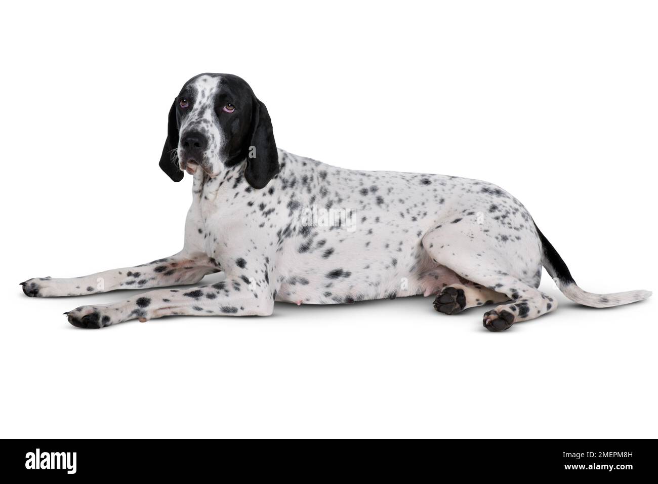 Female Auvergne Pointer, lying down, side view Stock Photo - Alamy