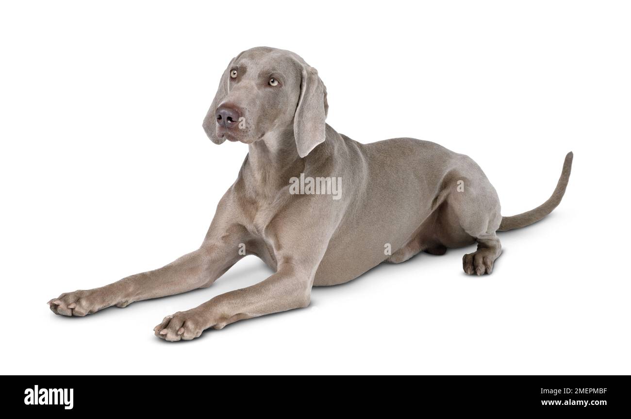 Weimaraner, lying down, side view Stock Photo - Alamy