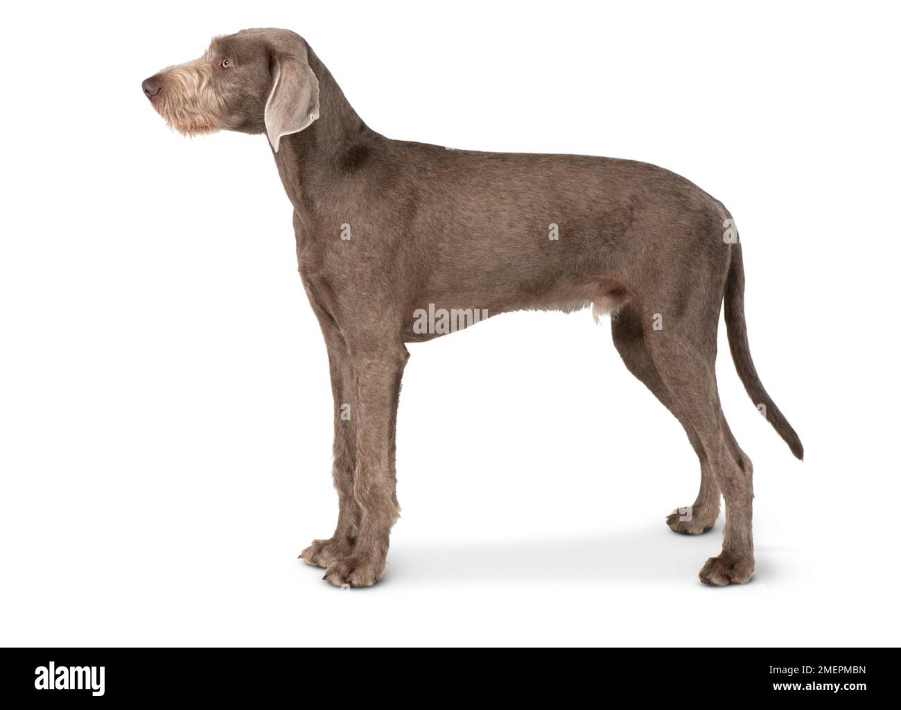 Male Slovak Rough-haired Pointer, standing, side view Stock Photo - Alamy