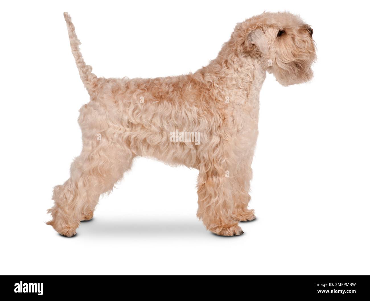 Coated breed Cut Out Stock Images & Pictures - Alamy