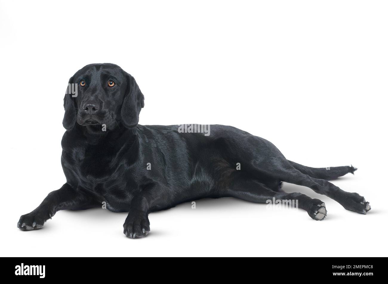 Labrador English Springer Cross Stock Photo - Alamy