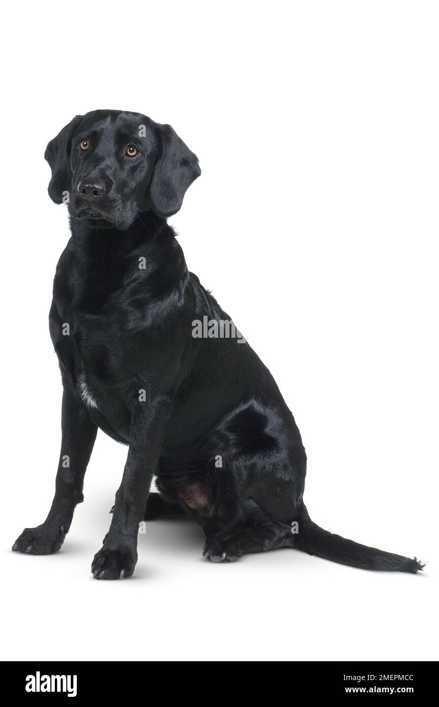 Labrador type dog hi-res stock photography and images - Alamy