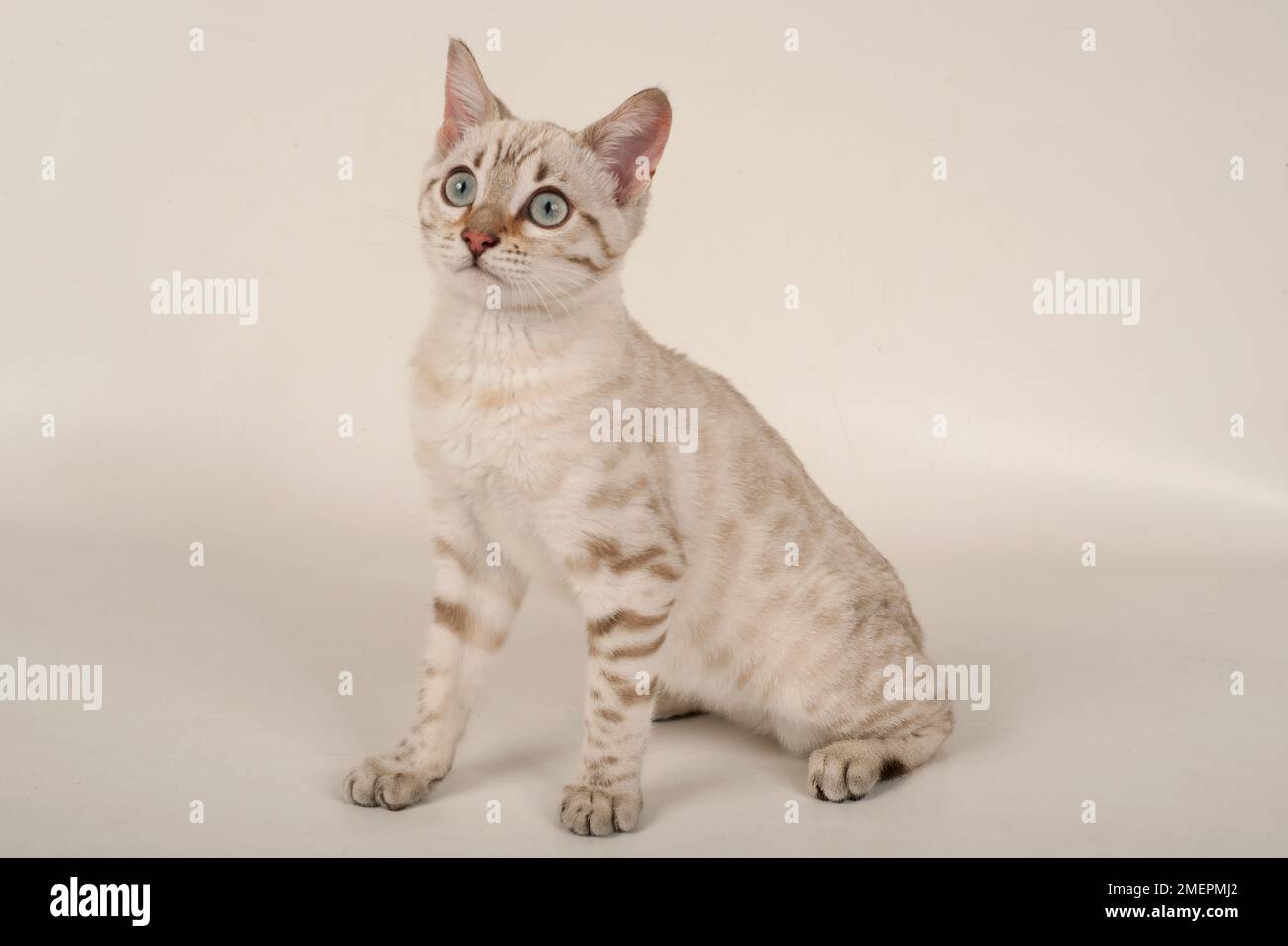 Snow Bengal kitten, sitting, side view Stock Photo - Alamy