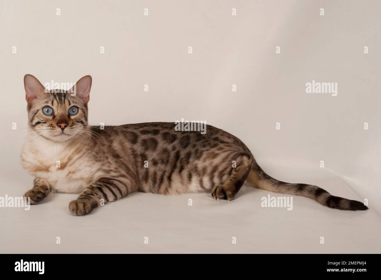 Brown Rosetted Bengal Cat With Blue Eyes Lying Down Side View Stock