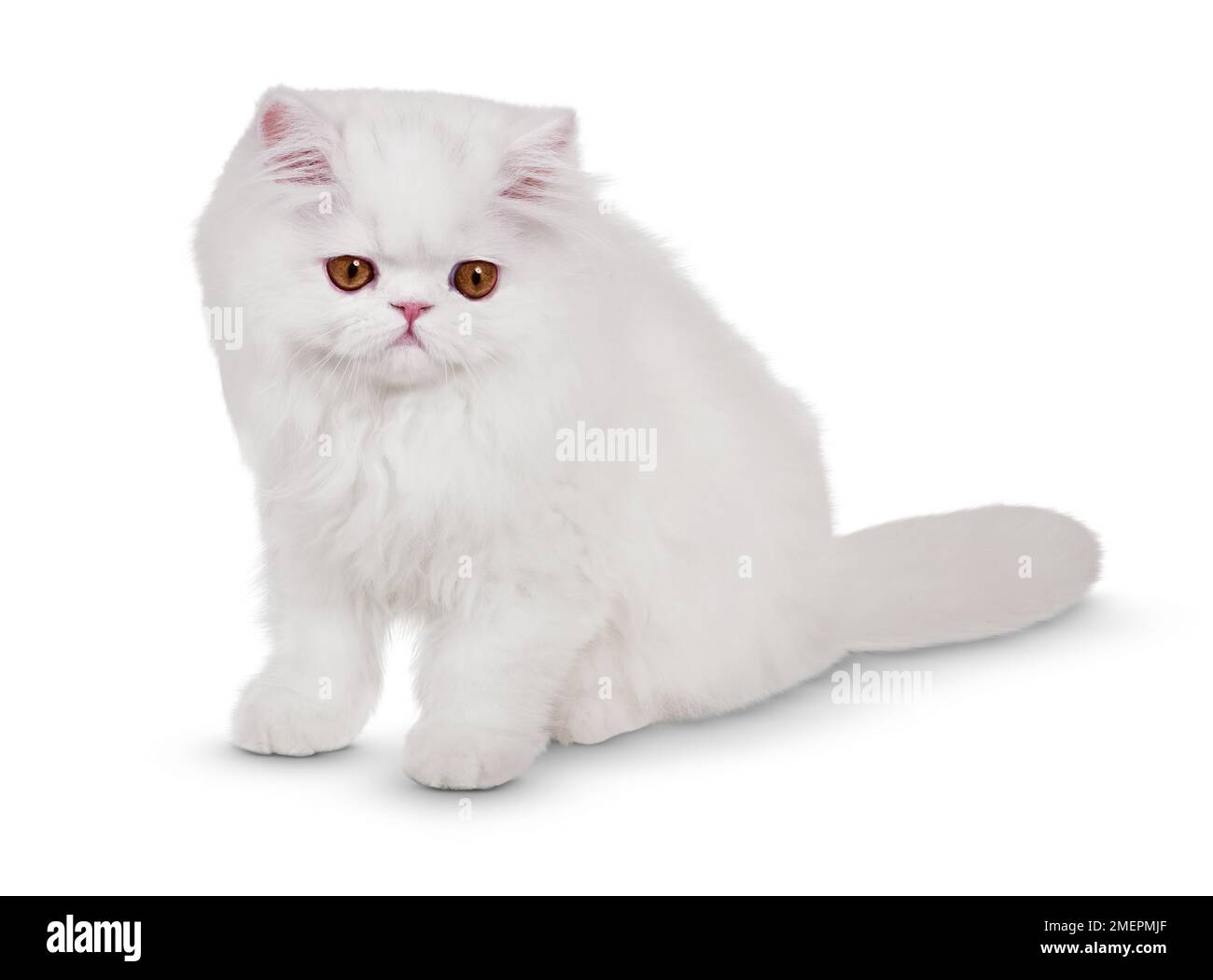 Orange-eyed White Persian kitten, sitting, side view Stock Photo - Alamy