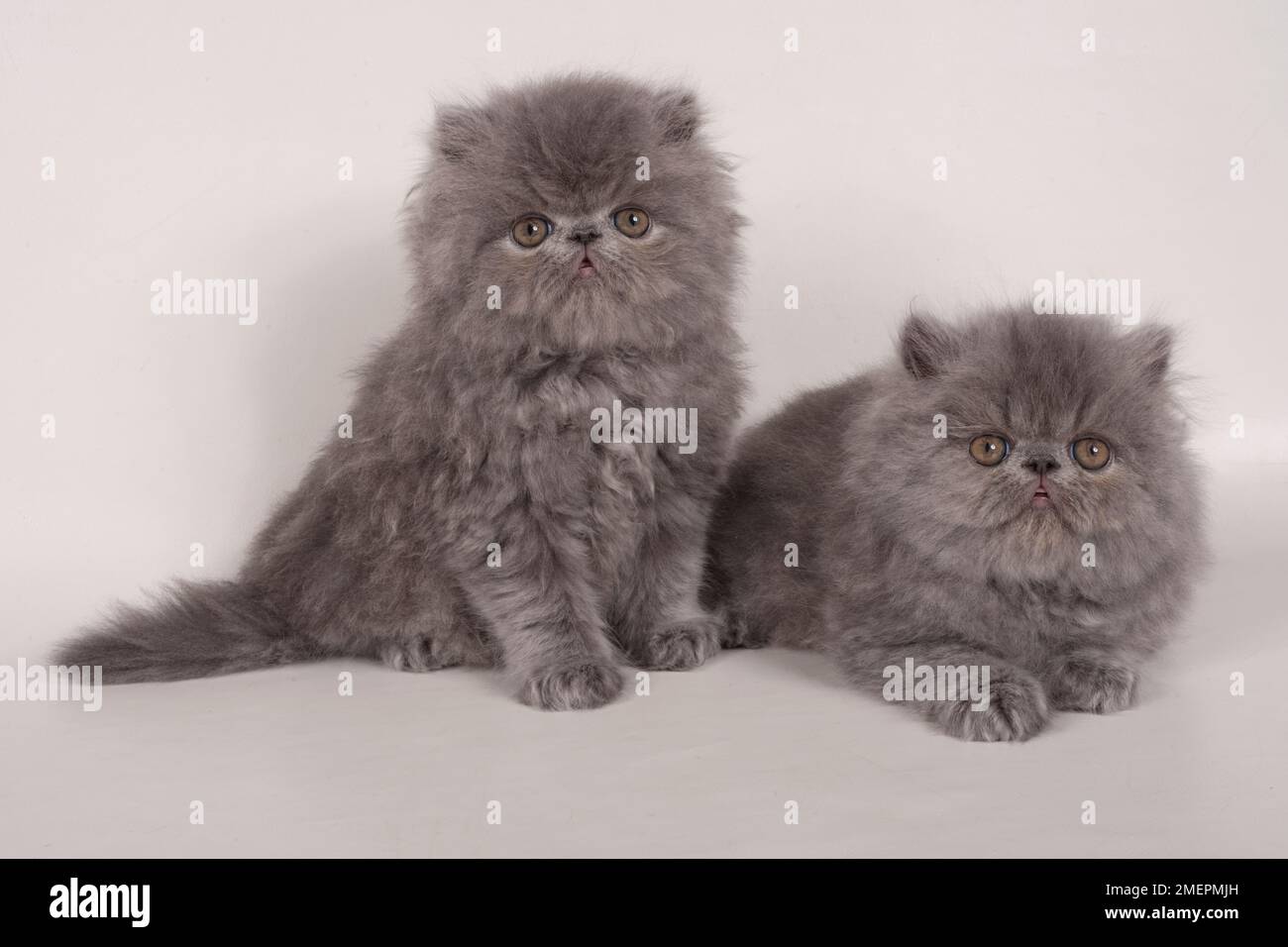 Longhair kittens hi-res stock photography and images - Alamy