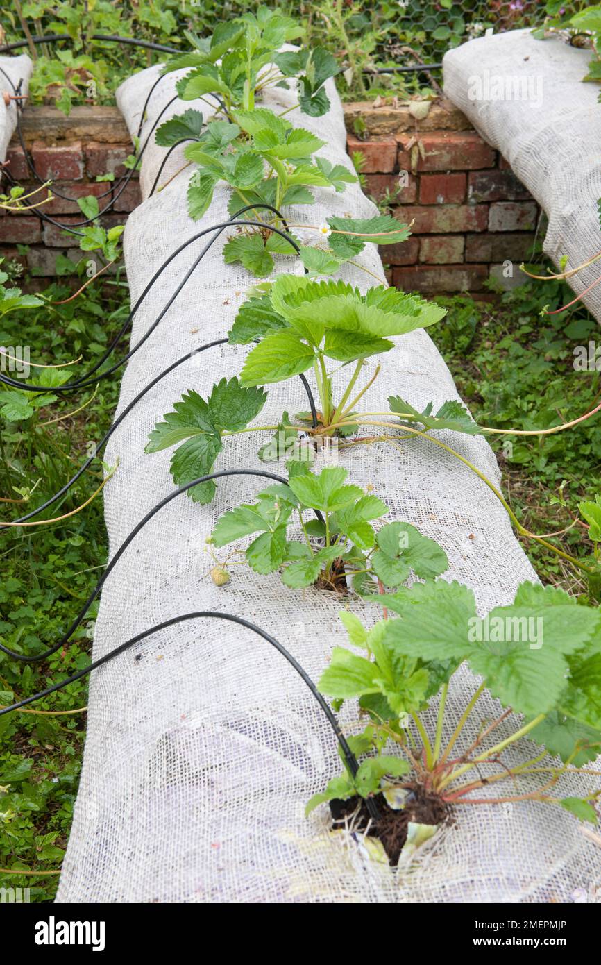 Strawberry plants with irrigation system Stock Photo - Alamy