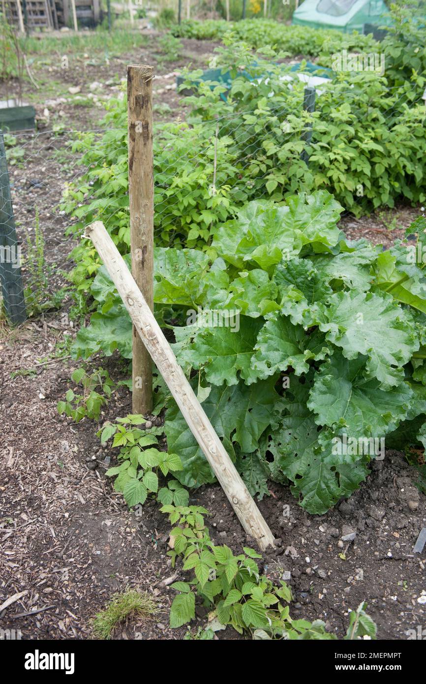 Wooden stake and post by rhubarb plant on allotment Stock Photo - Alamy