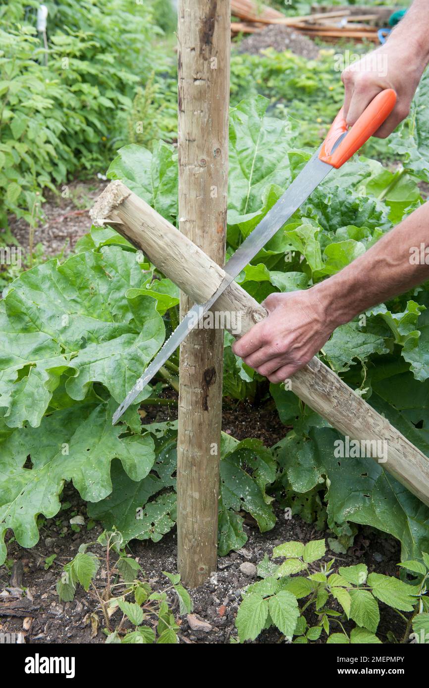 Using saw to cut stake by post on allotment Stock Photo - Alamy