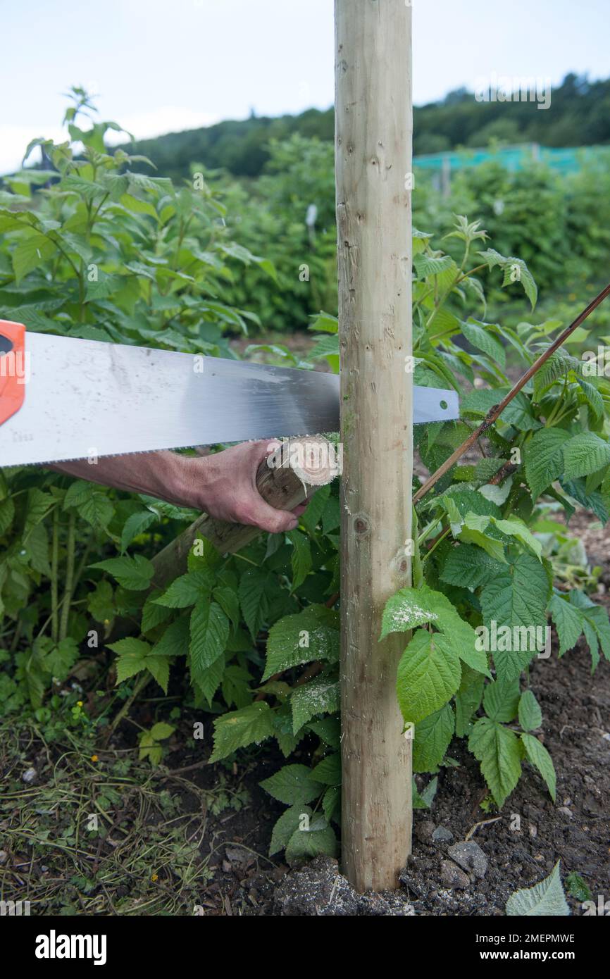 Using saw to fix wooden stake to post Stock Photo - Alamy