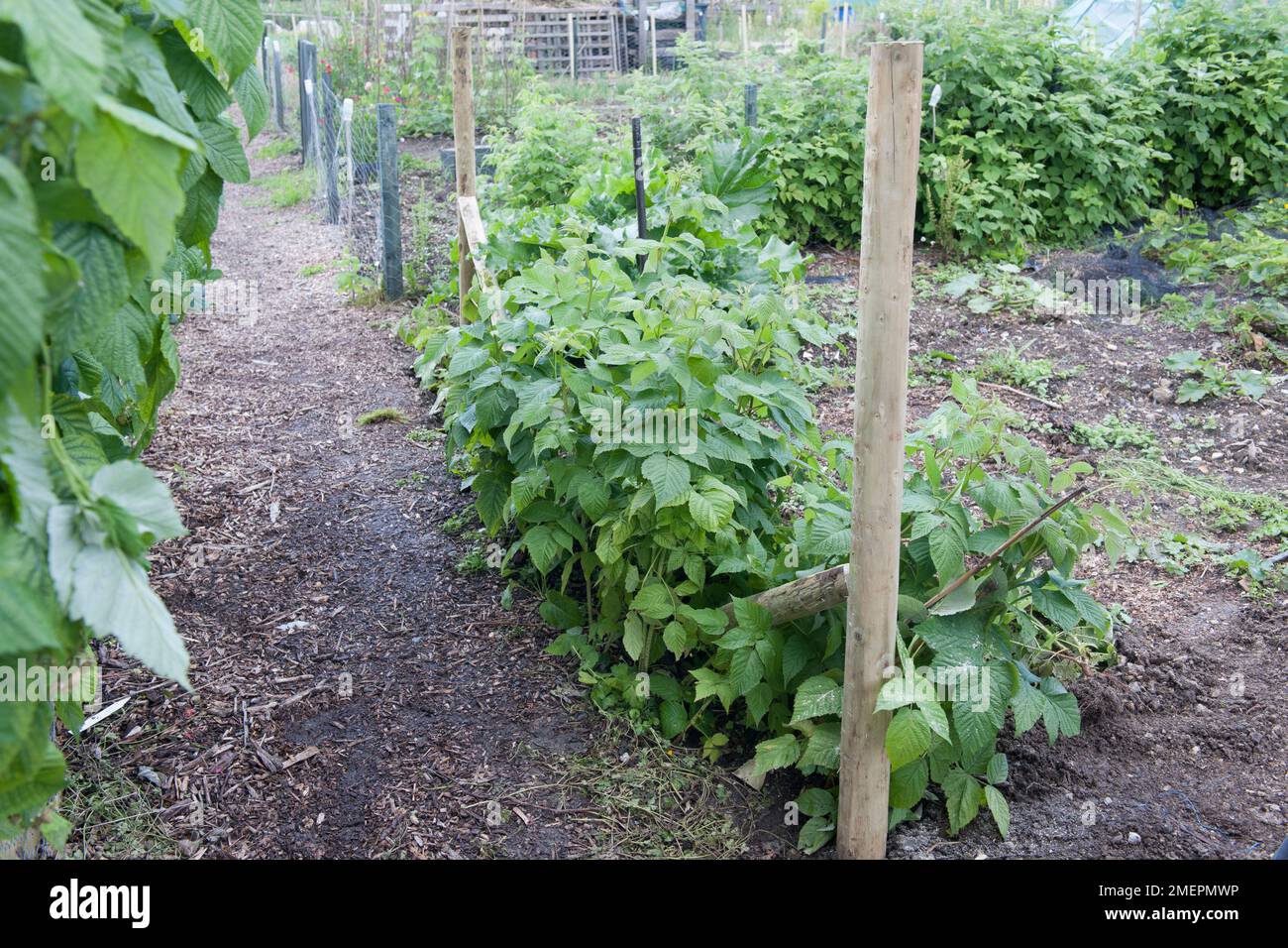 Wooden posts marking boundary on allotment Stock Photo - Alamy