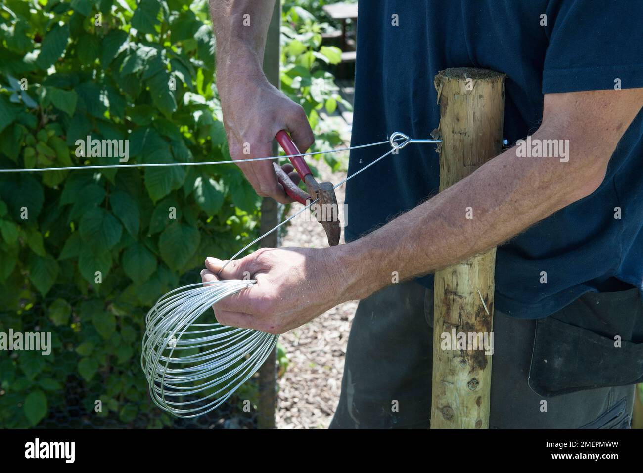 Using wire cutters to attach wire to a wooden post, to create wire ...