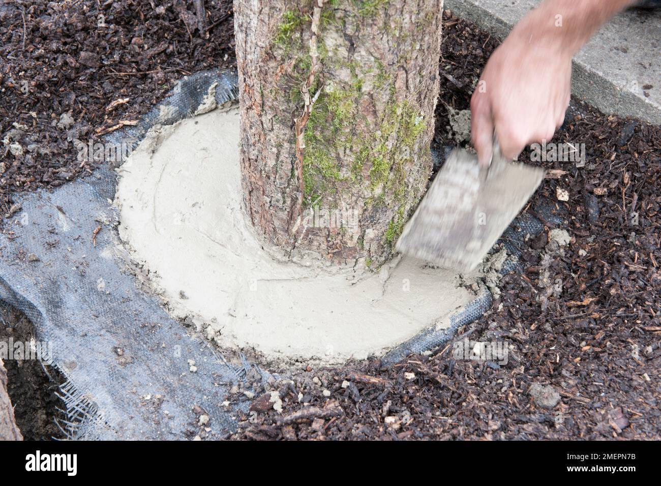Setting tree trunk posts into concrete, constructing wooden bench Stock ...