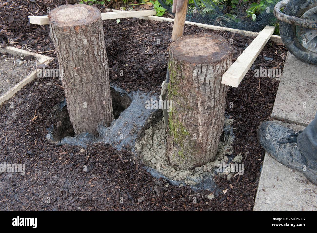 Setting tree trunk posts into concrete, constructing wooden bench on ...