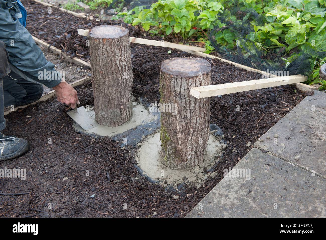 Setting tree trunk posts into concrete, constructing wooden bench Stock ...
