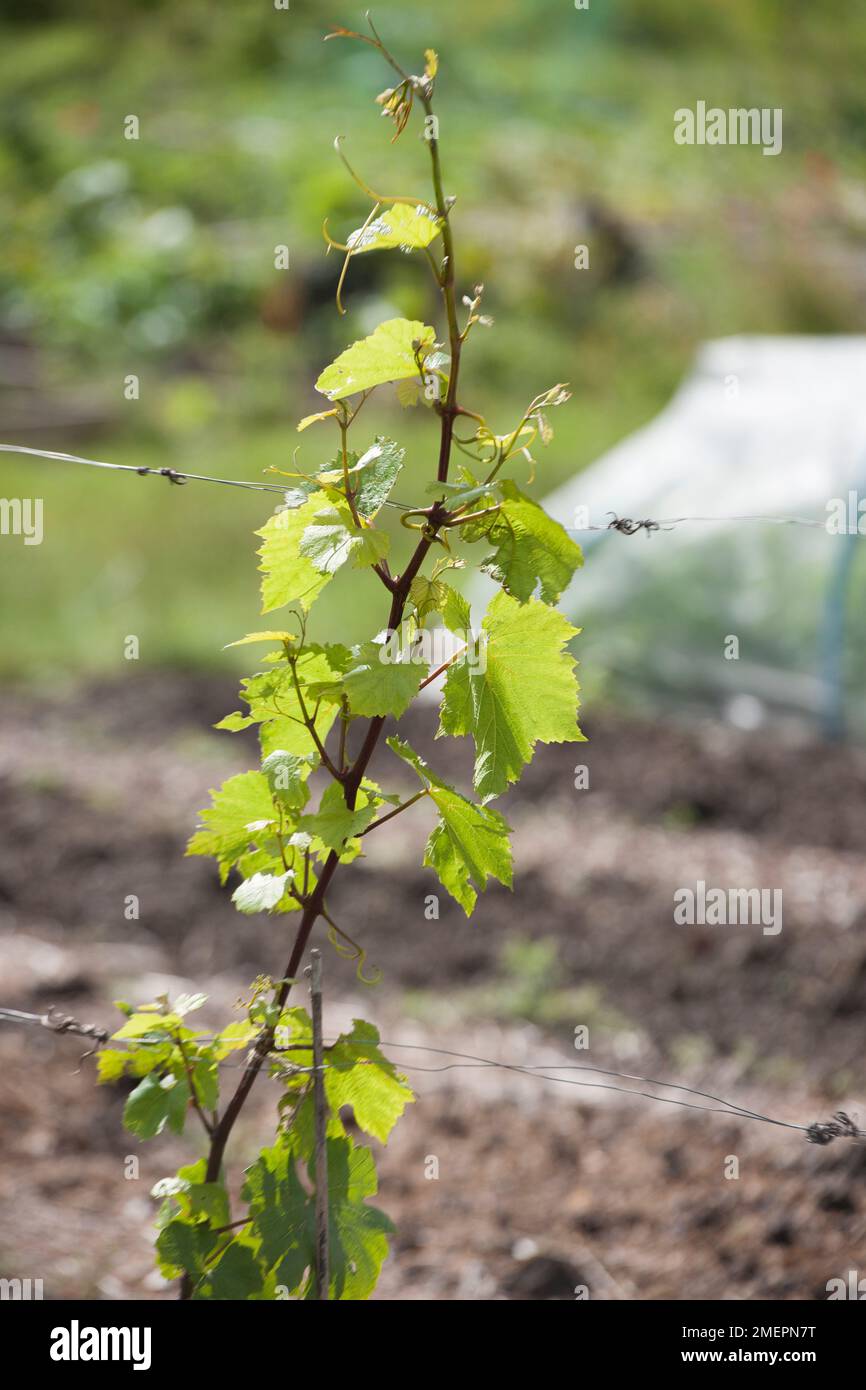 Vine on a wire Stock Photo - Alamy