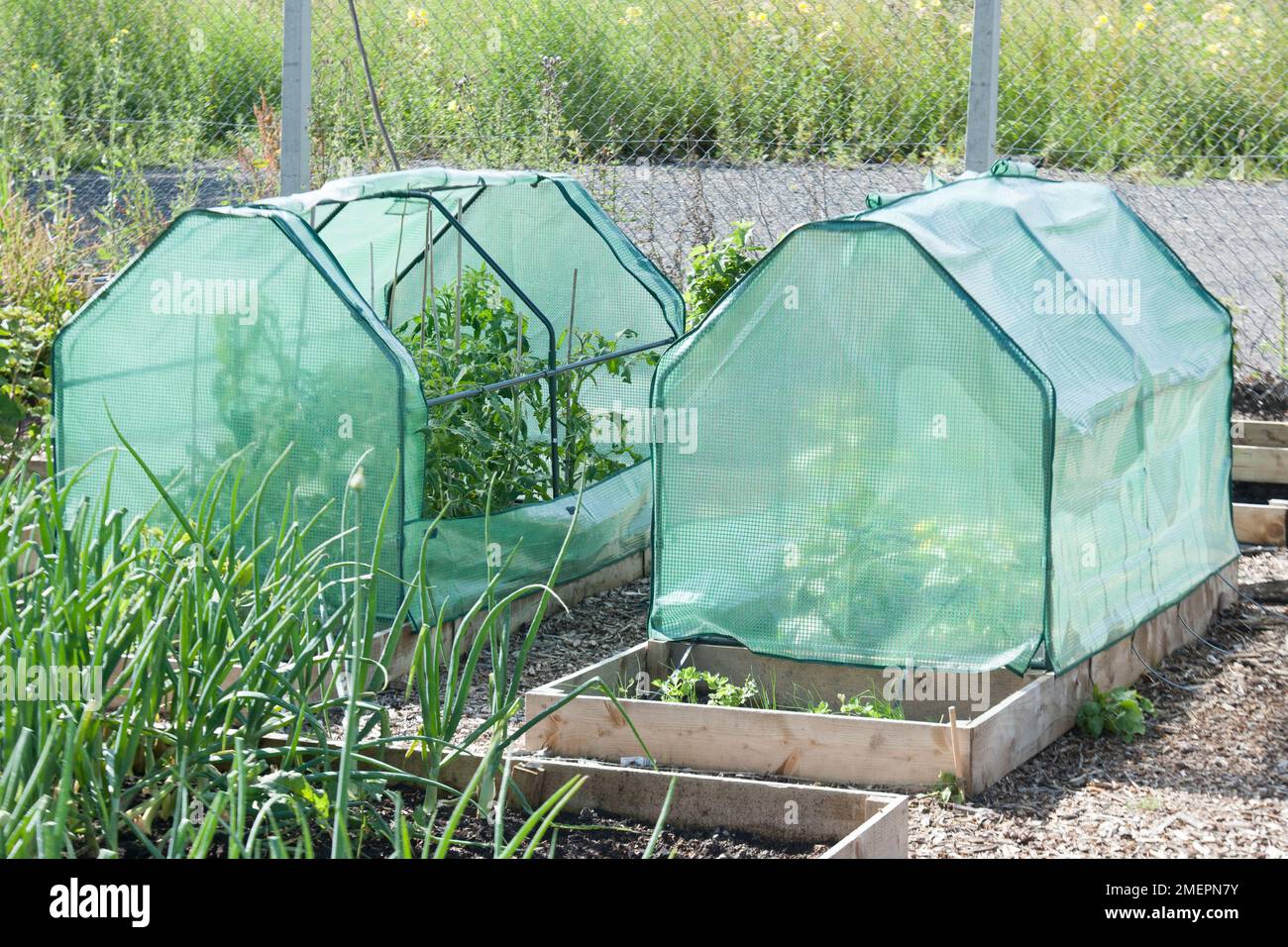 Mini greenhouse cloches over plants in raised beds on allotment Stock ...