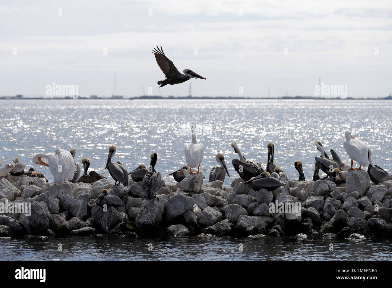 FILE - In this Feb. 3, 2020, file photo, pelicans fly over and sit on ...