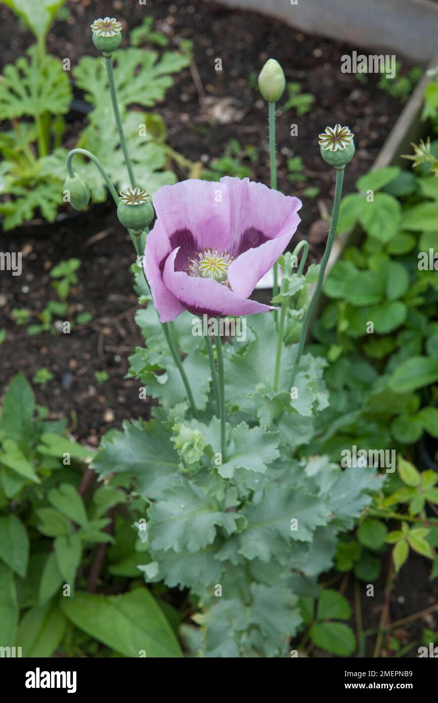 Earth poppy hi-res stock photography and images - Alamy