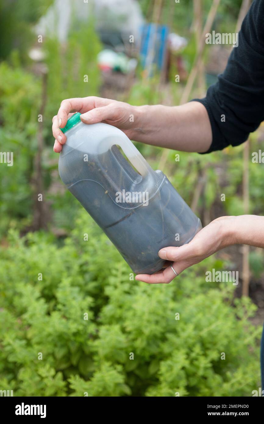 Making organic liquid fertiliser with comfrey leaves in plastic bottle ...