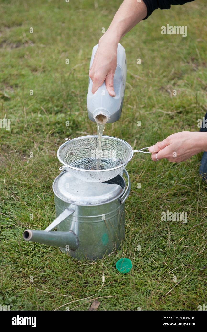 Straining organic liquid fertiliser, made out of comfrey Stock Photo ...