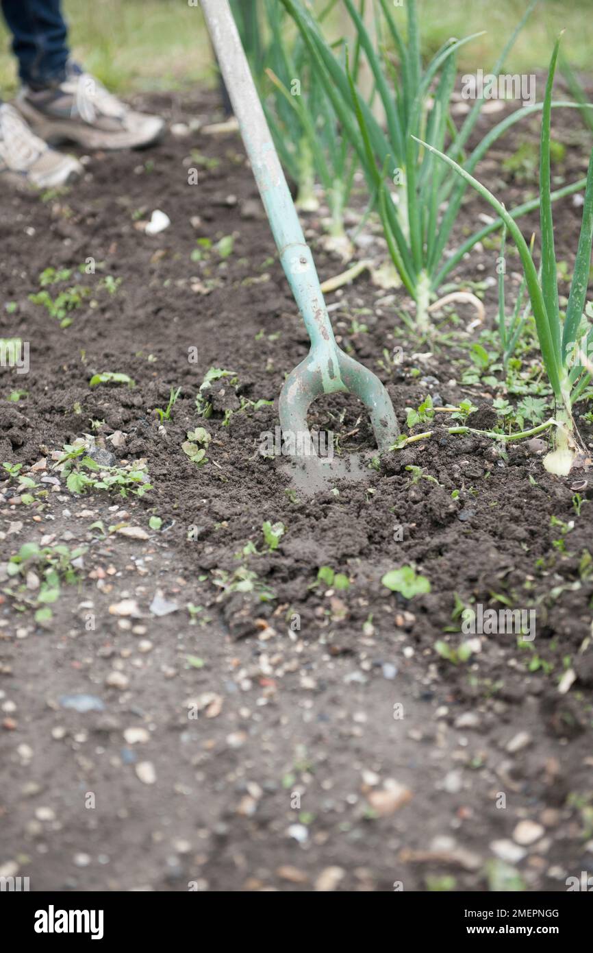 Hoeing weeds from allotment plot Stock Photo - Alamy