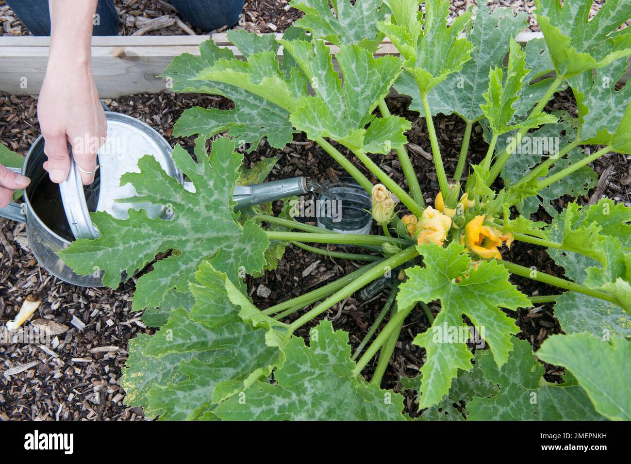 Watering courgette plant via plastic root filter Stock Photo - Alamy