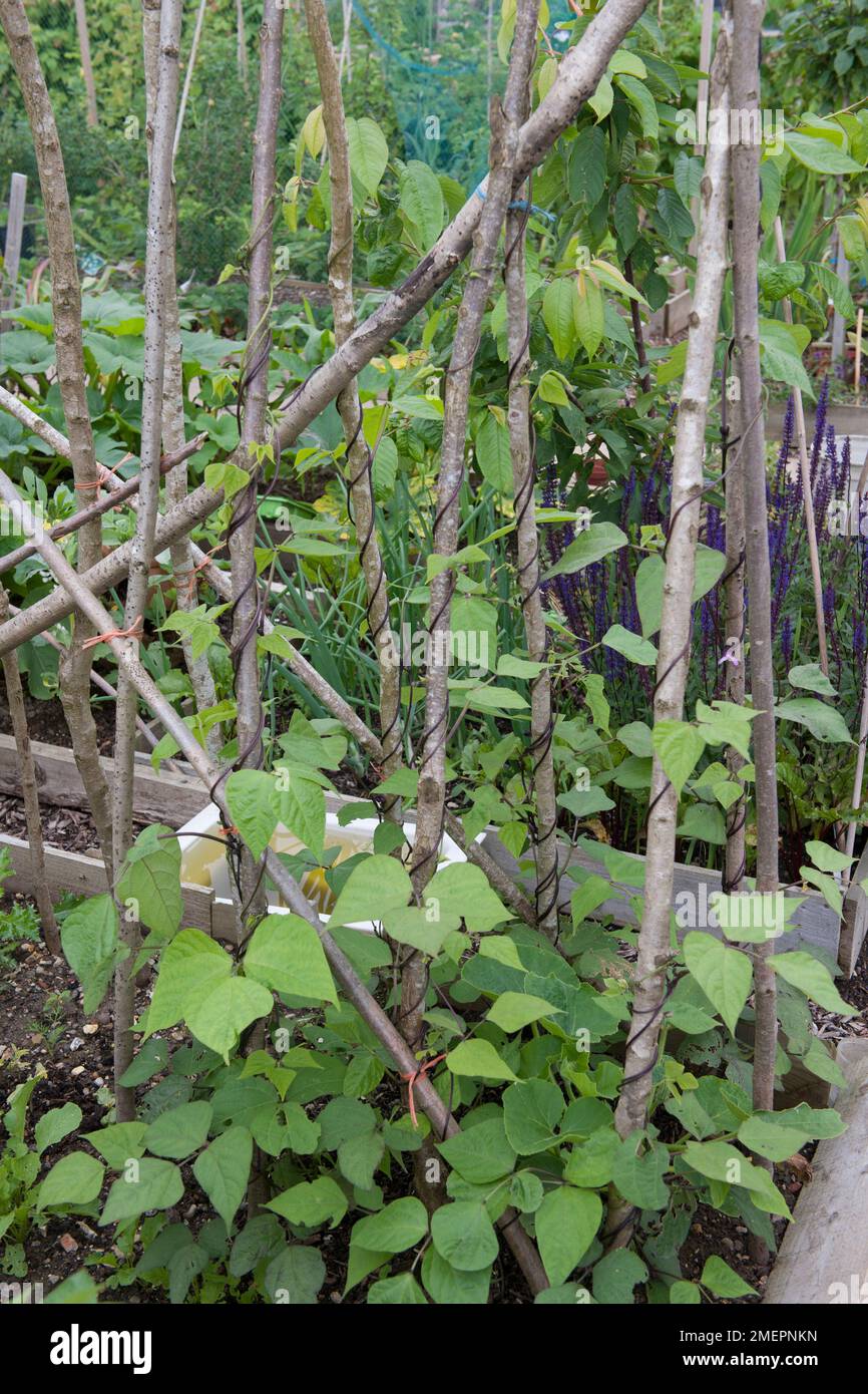 Climbing plants beans hi-res stock photography and images - Alamy
