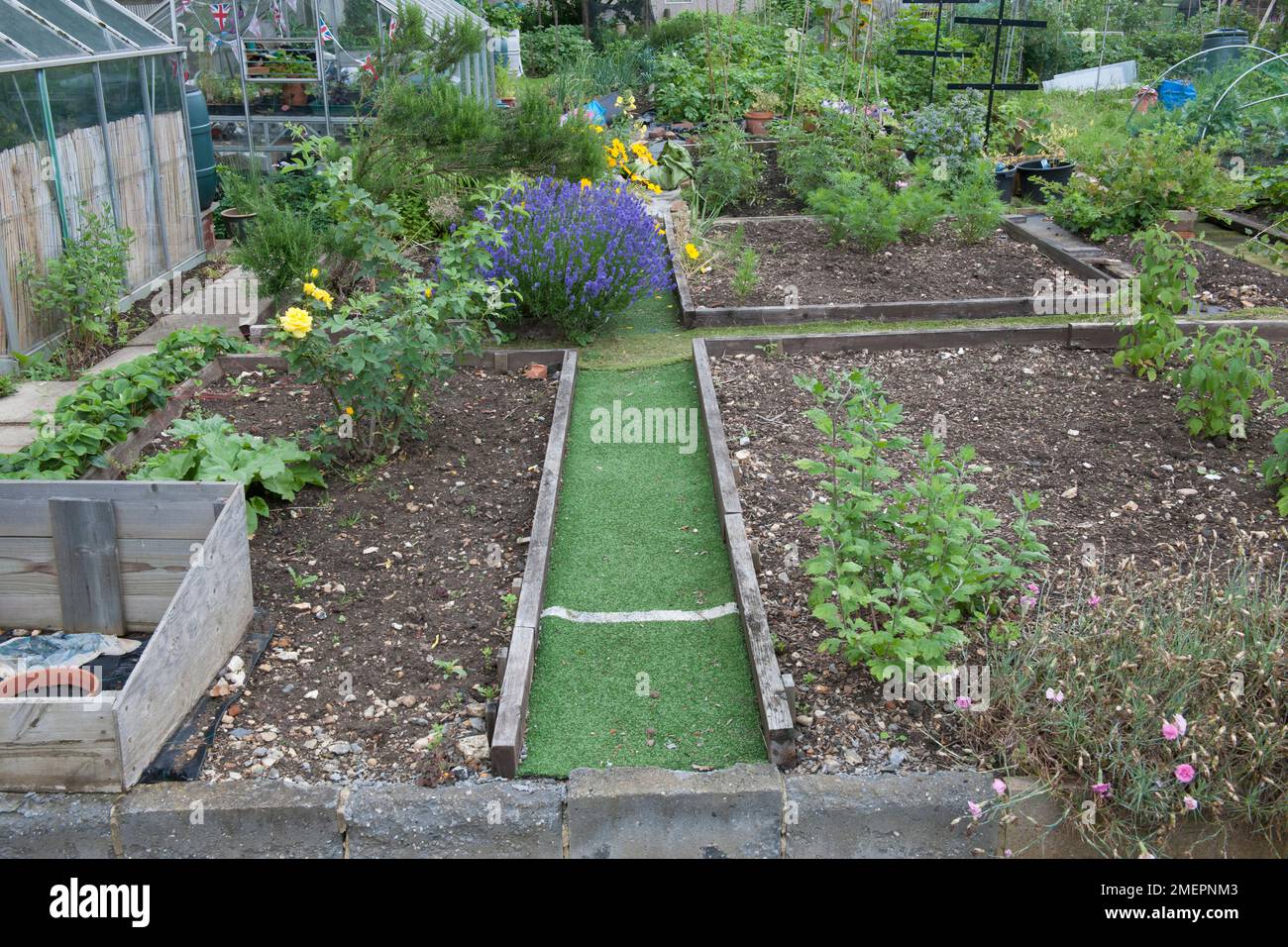 Astroturf on path between raised beds on allotment Stock Photo - Alamy
