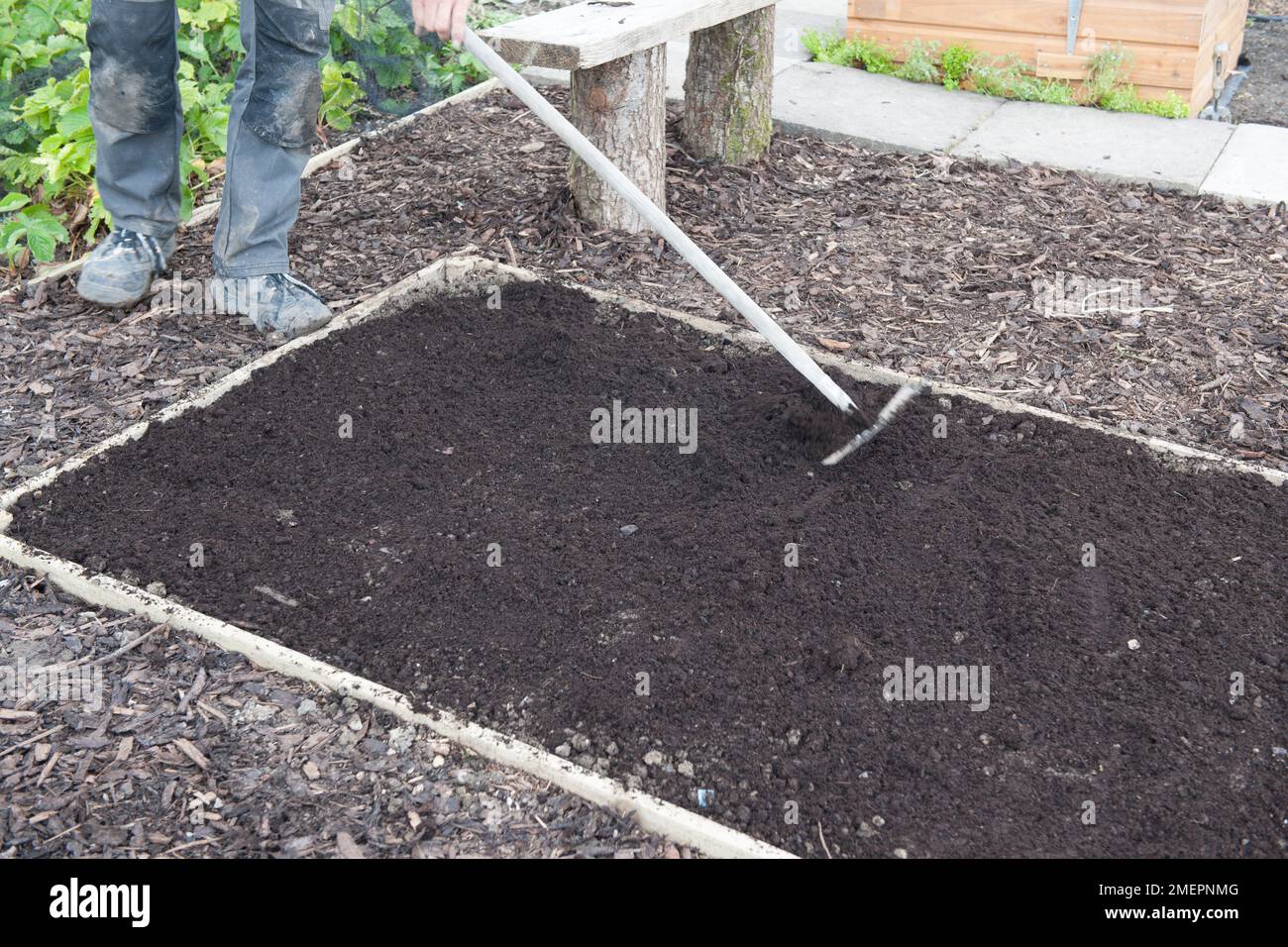 Raking soil in raised bed on allotment Stock Photo - Alamy