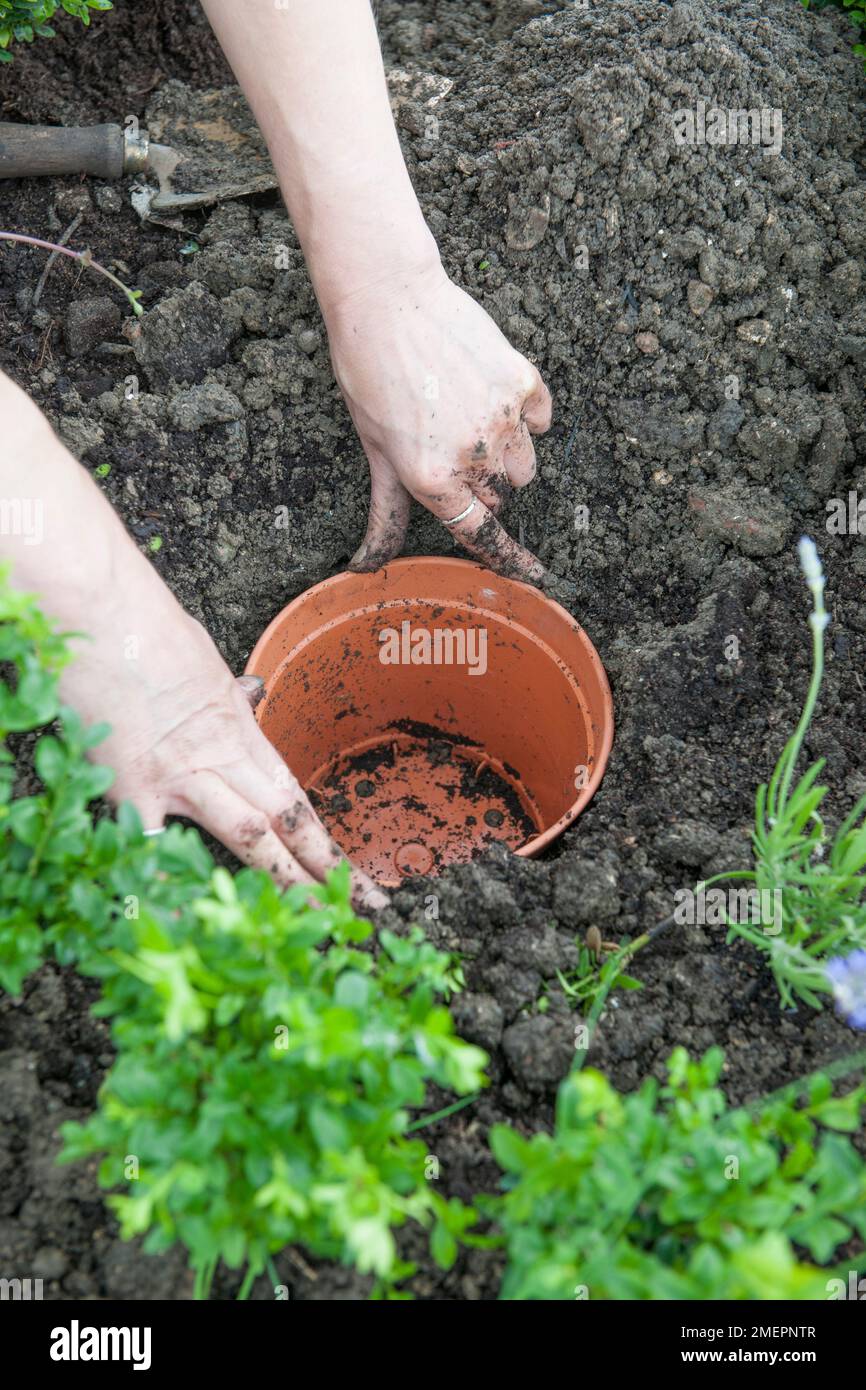 Sinking flower pot into the soil Stock Photo - Alamy