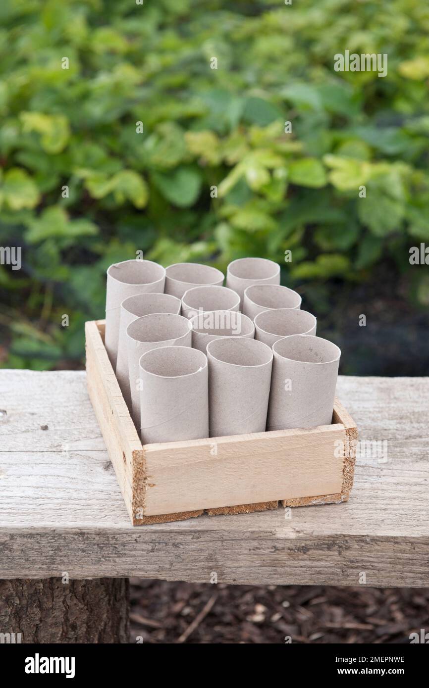 Recycled toilet rolls in wood box for planting seeds Stock Photo - Alamy