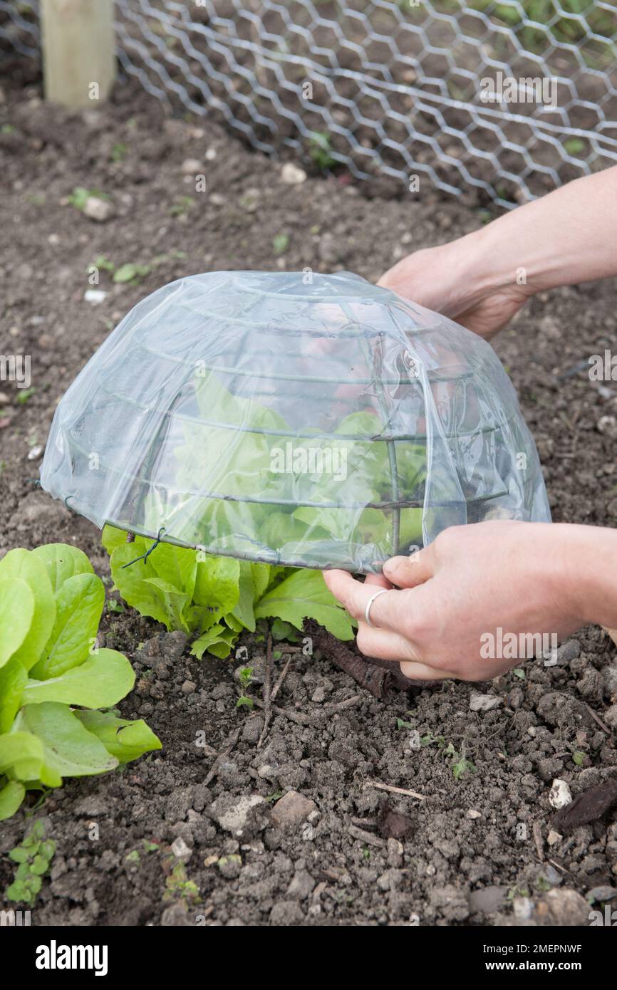 Making a cloche from a hanging basket and plastic sheet Stock Photo - Alamy