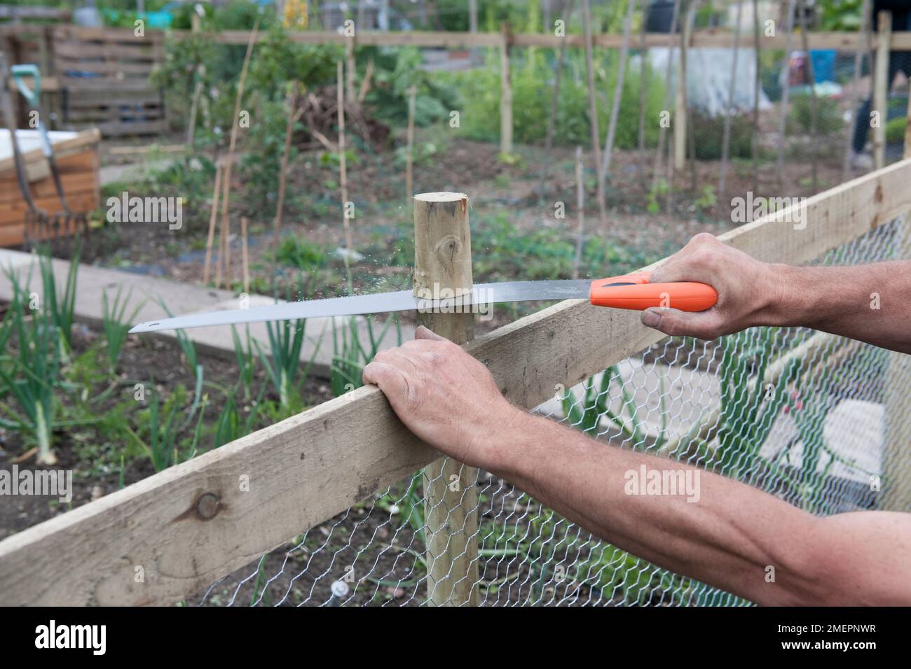 Saw cutting wood pole support of allotment fence Stock Photo - Alamy