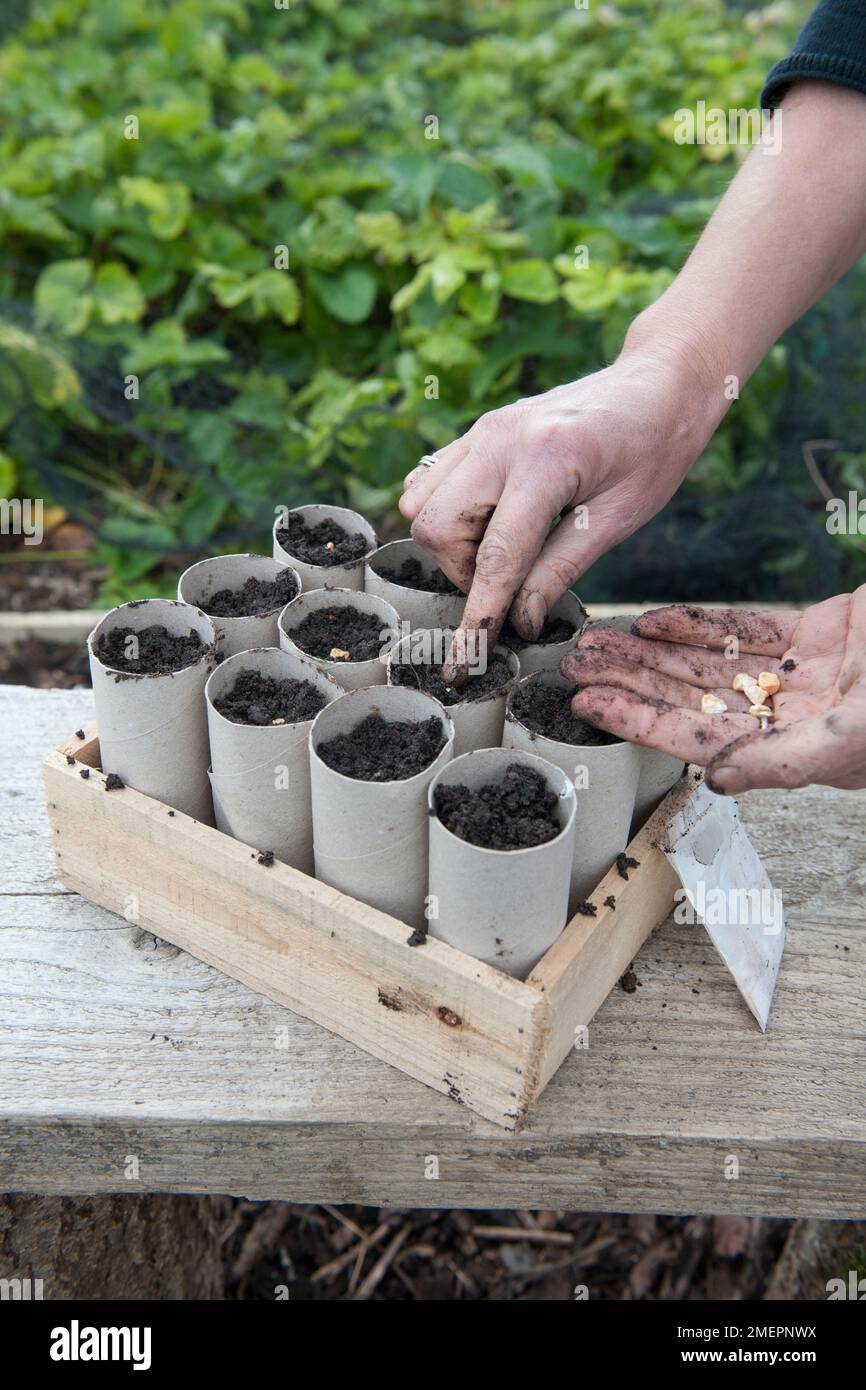 Recycling toilet rolls as planters and filling with soil and sowing ...