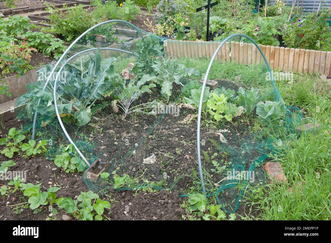 Homemade cloche with green netting Stock Photo - Alamy