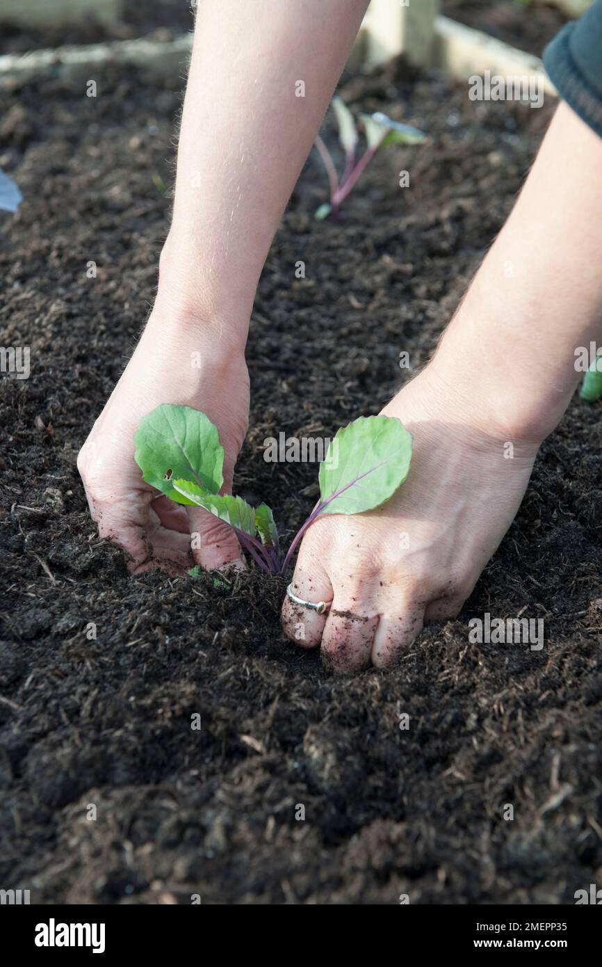 Planting vegetable plants Stock Photo - Alamy