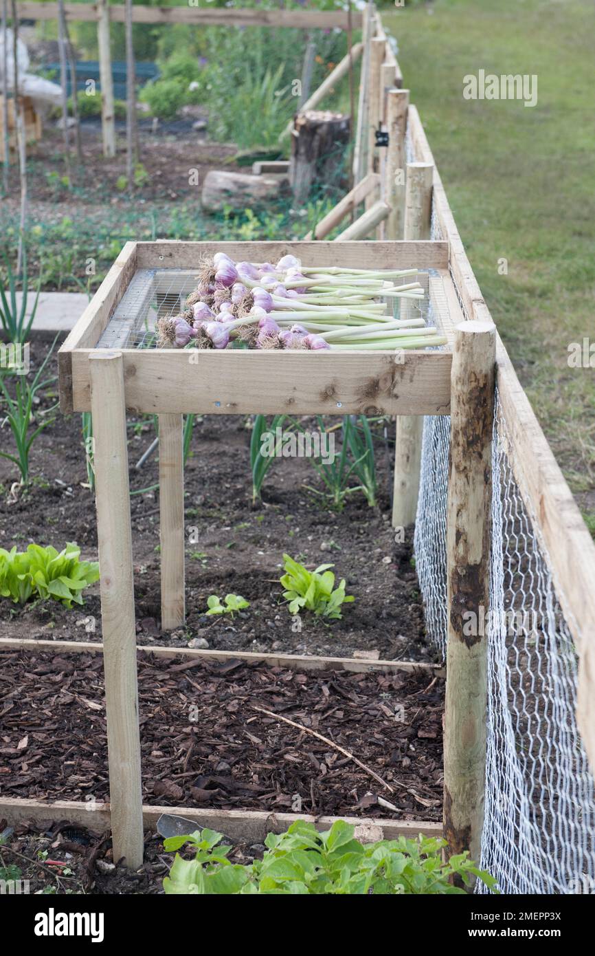 Drying purple garlic on wire rack on allotment Stock Photo - Alamy