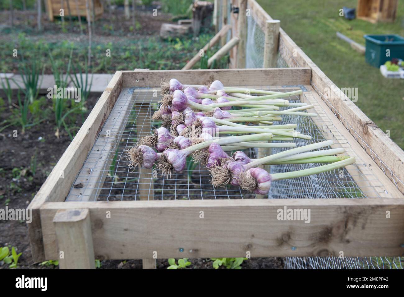 Drying purple garlic on wire rack on allotment Stock Photo - Alamy
