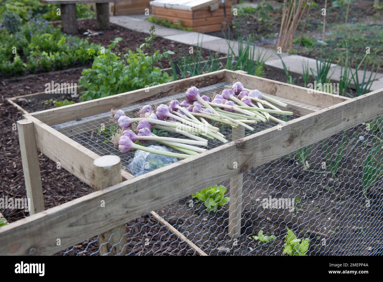 Drying purple garlic on wire rack on allotment Stock Photo - Alamy