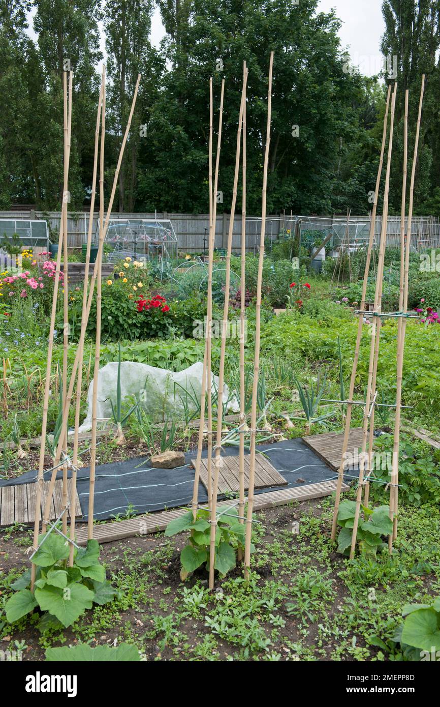 Bamboo canes supporting vegetable plants on allotment Stock Photo - Alamy