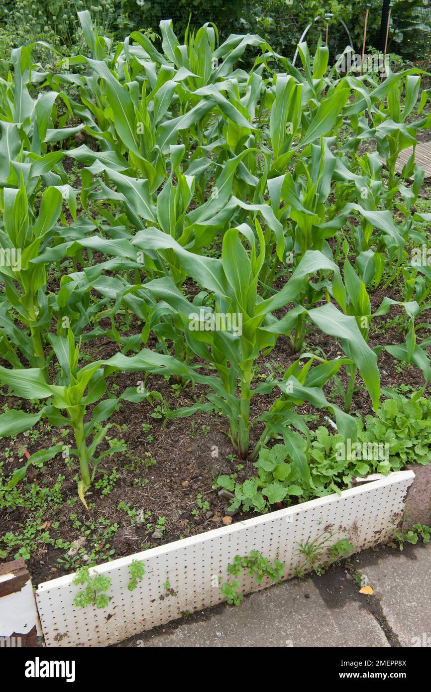 Sweetcorn plants in allotment bed Stock Photo - Alamy