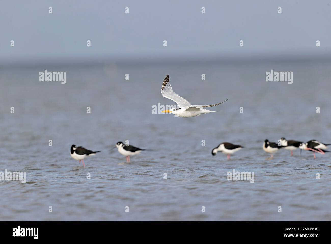 A royal tern (Thalasseus maximus) in flight at the coastline Stock ...