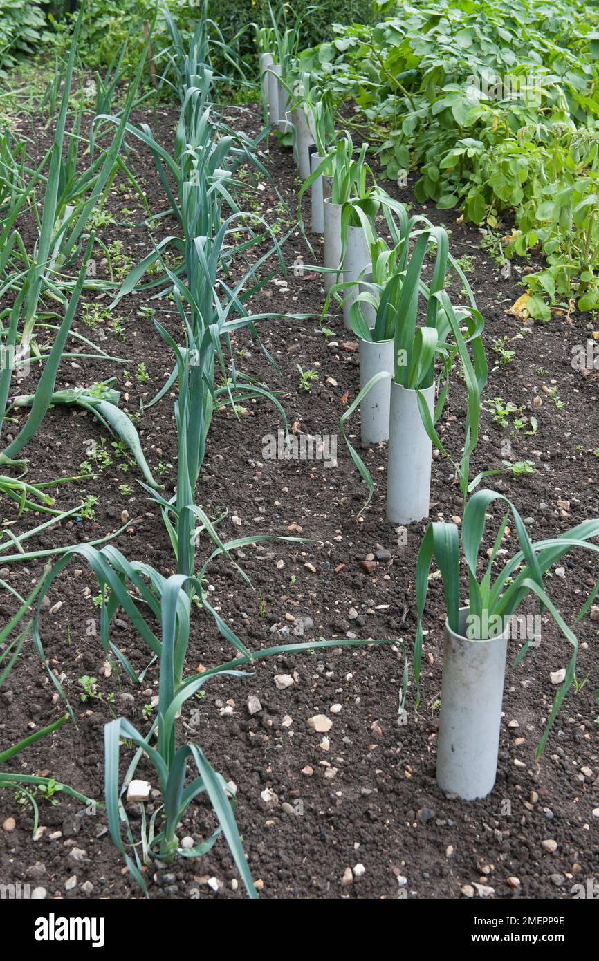 Leeks growing outside hi-res stock photography and images - Alamy