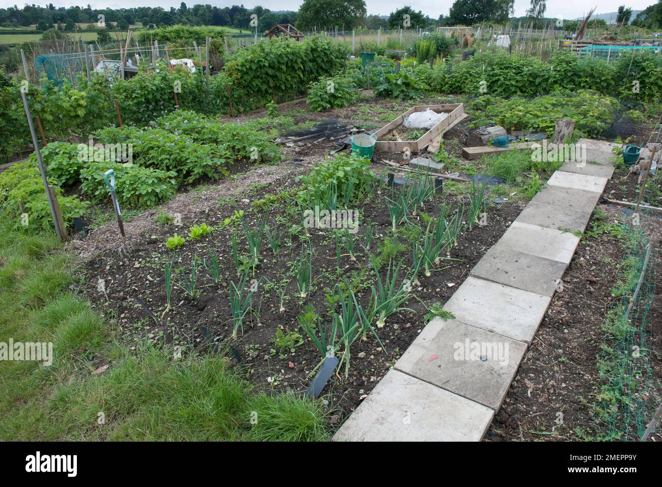 Allotment with vegetables planted in rows Stock Photo - Alamy