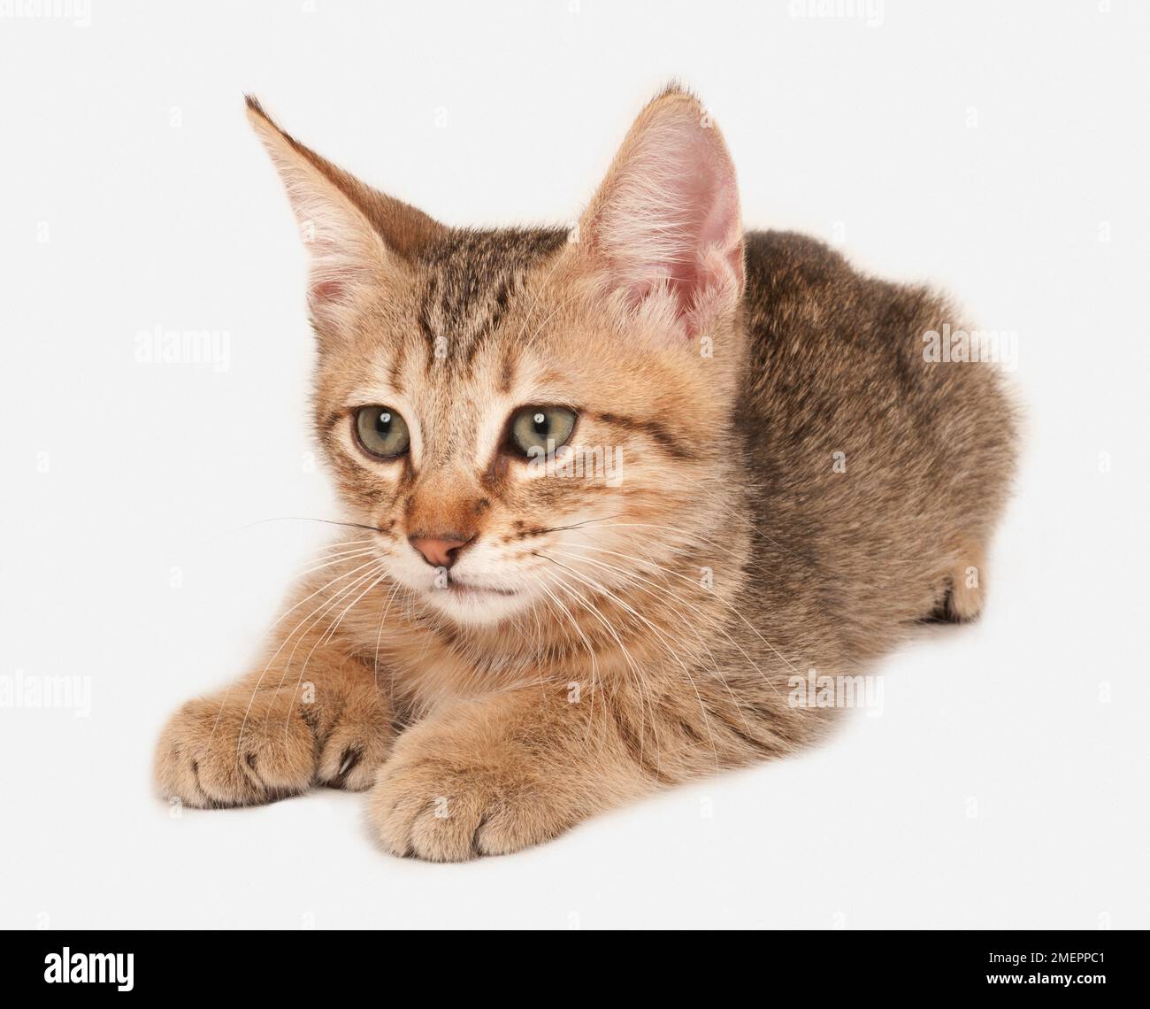 Brown kitten hi-res stock photography and images - Alamy