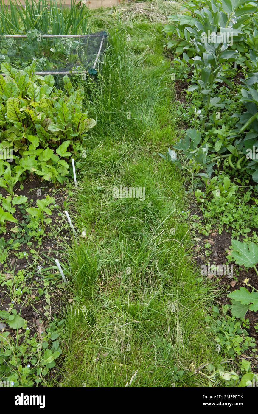Grass path between vegetable beds on allotment Stock Photo - Alamy