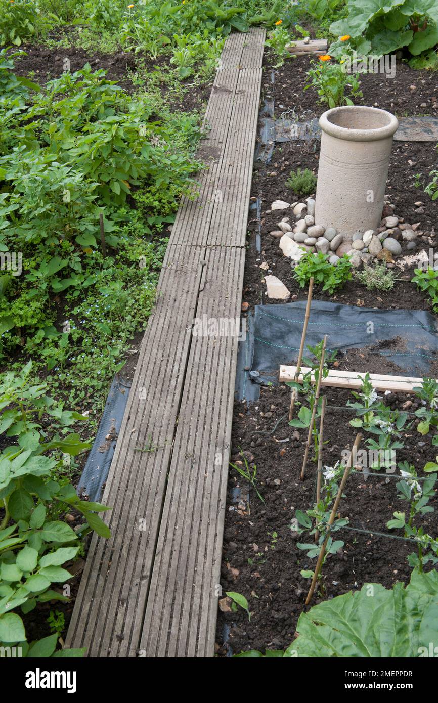 Recycled wood planks used as stepping boards on allotment Stock Photo ...