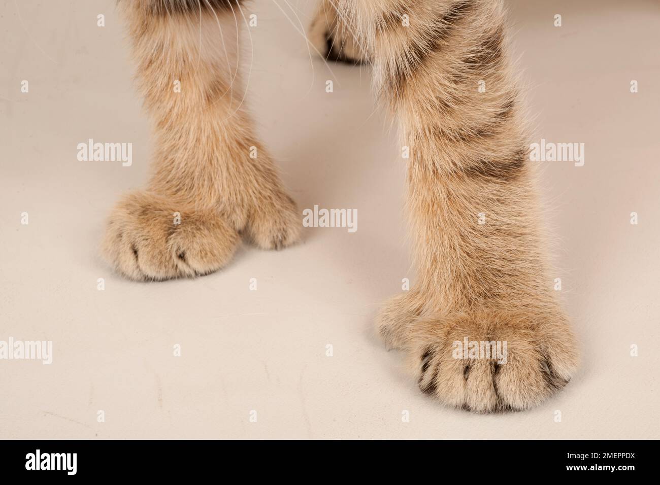Polydactyly cat hi-res stock photography and images - Alamy