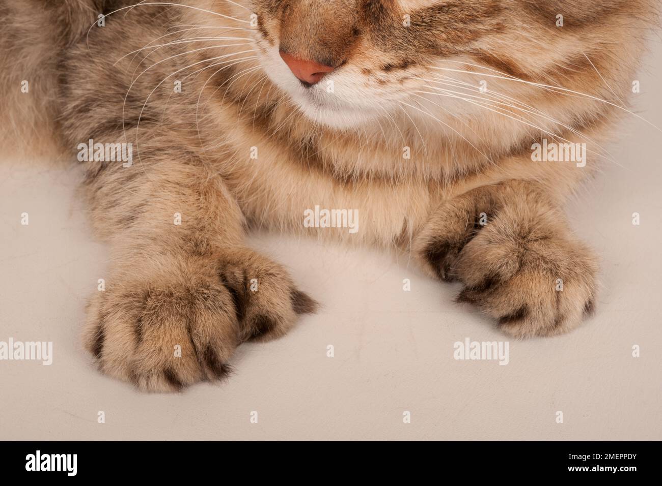 Pixie Bob Size Comparison